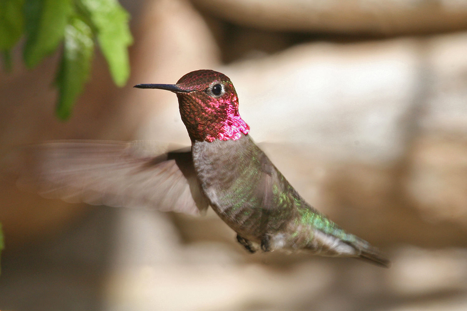 SE AZ Specialty Birds – Arizona Birding Tour Guide, Richard Fray