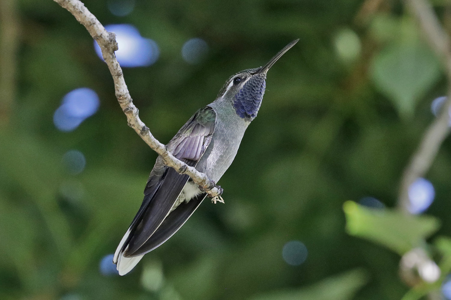 SE AZ Specialty Birds – Arizona Birding Tour Guide, Richard Fray