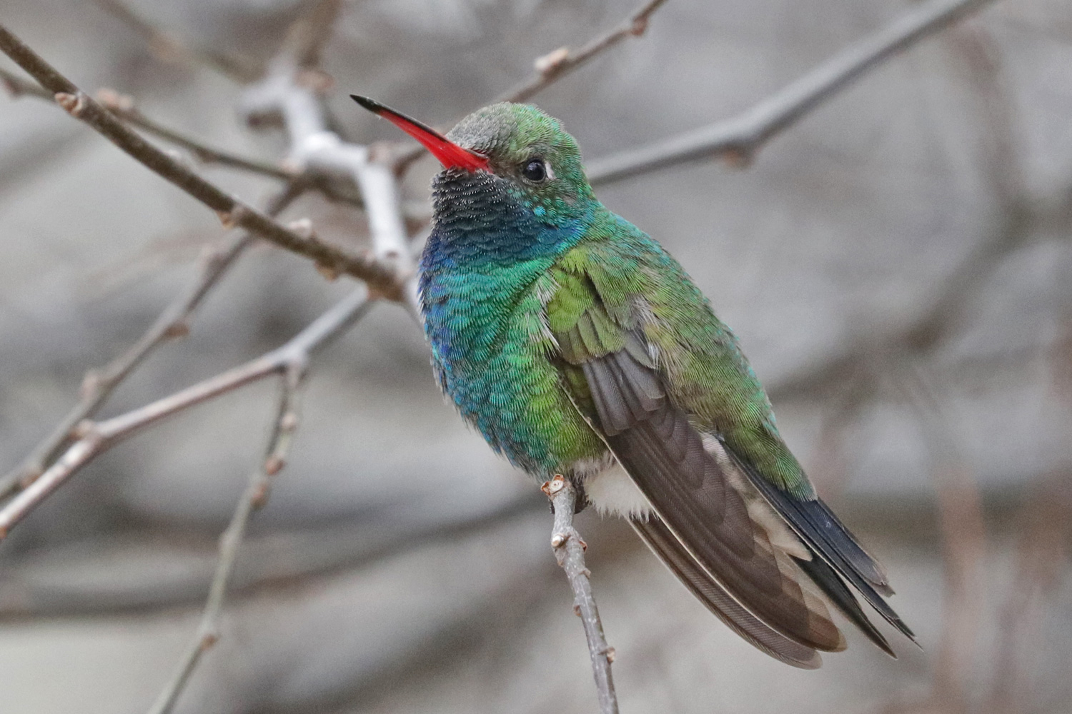 SE AZ Specialty Birds – Arizona Birding Tour Guide, Richard Fray