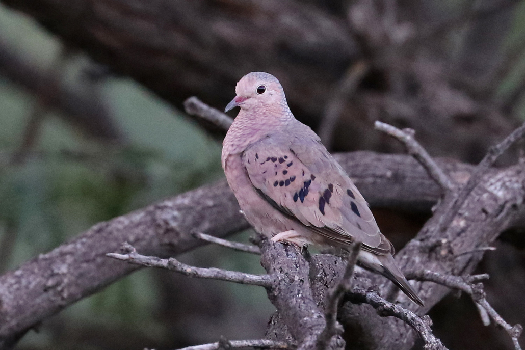 SE AZ Specialty Birds – Arizona Birding Tour Guide, Richard Fray
