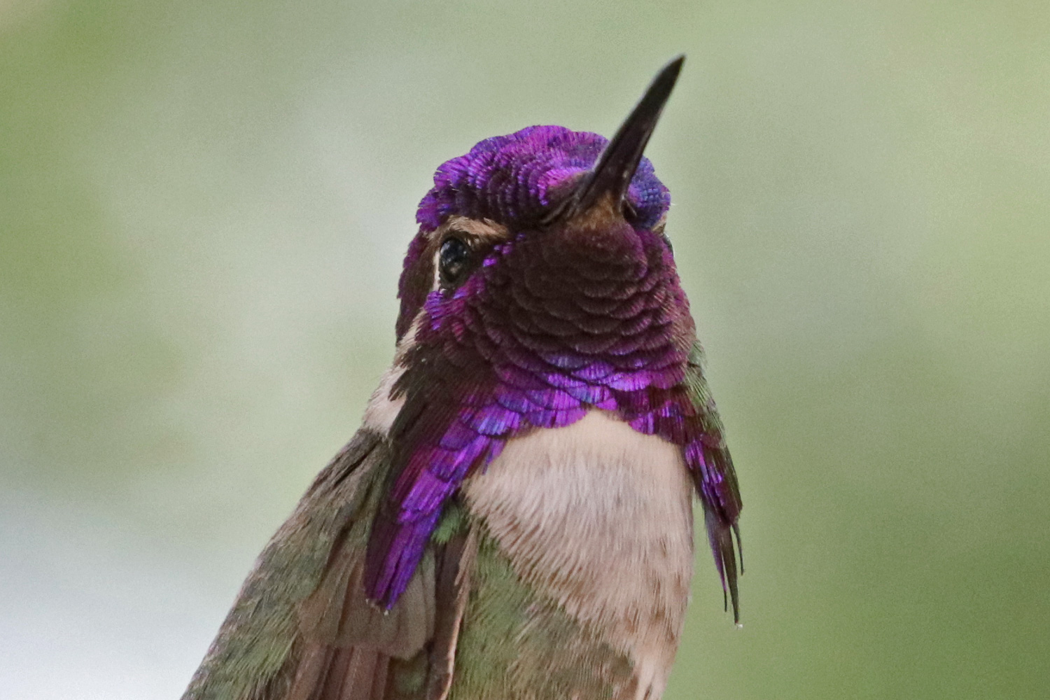 Se Az Specialty Birds Arizona Birding Tour Guide Richard Fray