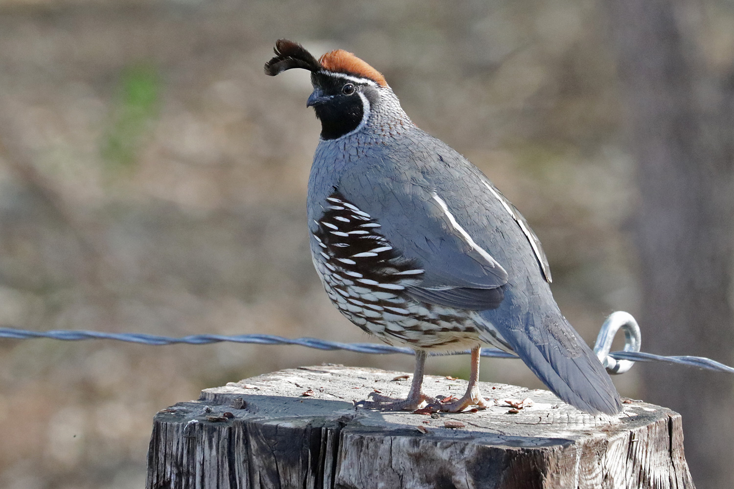 SE AZ Specialty Birds – Arizona Birding Tour Guide, Richard Fray
