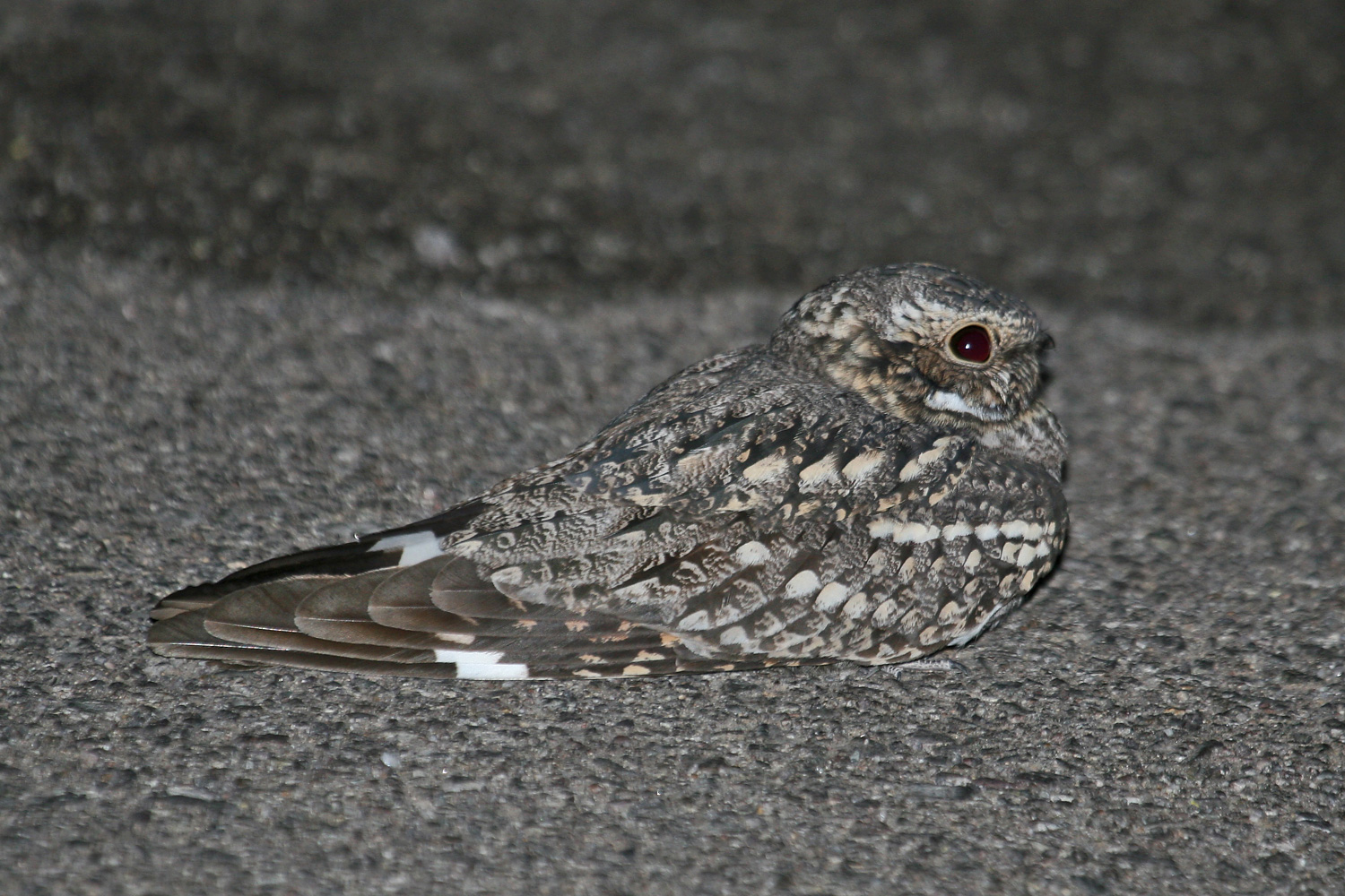 SE AZ Specialty Birds – Arizona Birding Tour Guide, Richard Fray