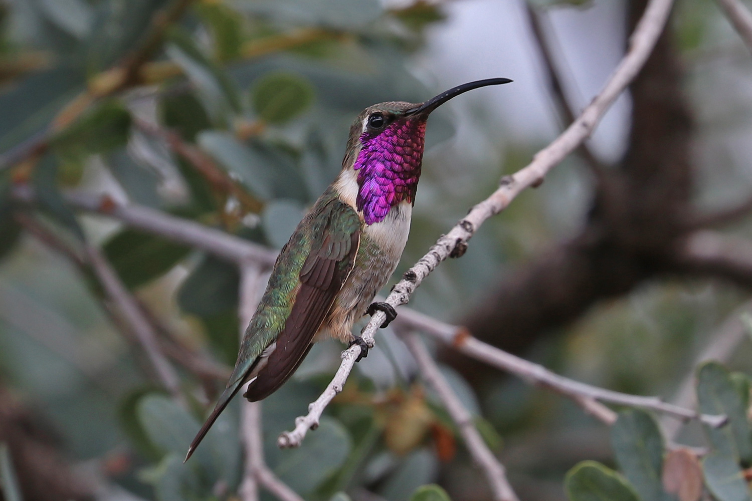 SE AZ Specialty Birds – Arizona Birding Tour Guide, Richard Fray