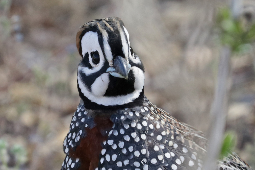 Montezuma Quail – Arizona Birding Tour Guide, Richard Fray