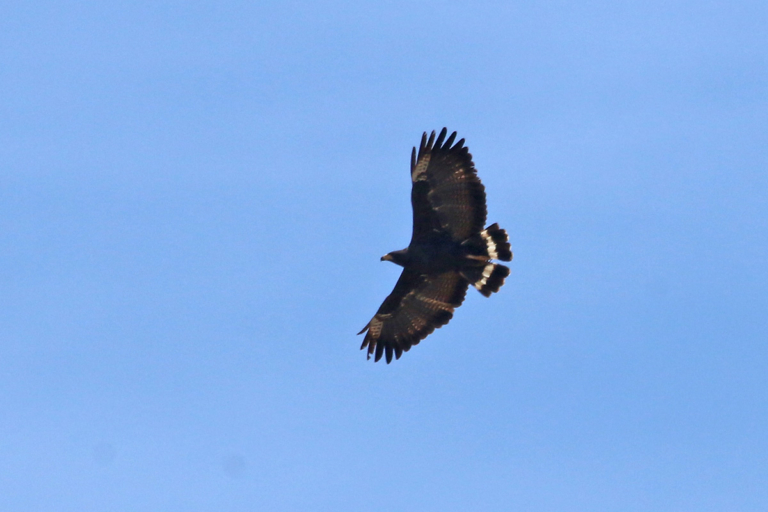 Common Black Hawk – Arizona Birding Tour Guide, Richard Fray