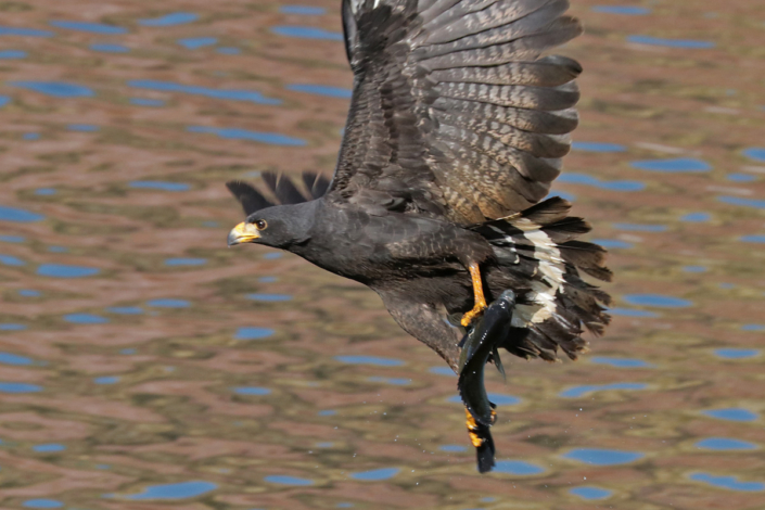 Common Black Hawk – Arizona Birding Tour Guide, Richard Fray