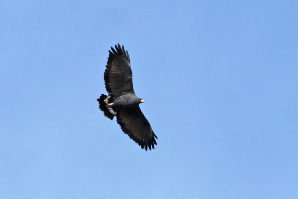 Common Black Hawk – Arizona Birding Tour Guide, Richard Fray