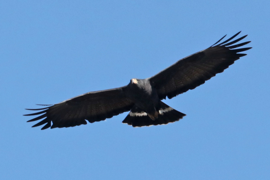 Common Black Hawk – Arizona Birding Tour Guide, Richard Fray