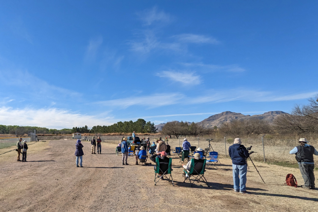 Common Black Hawk – Arizona Birding Tour Guide, Richard Fray