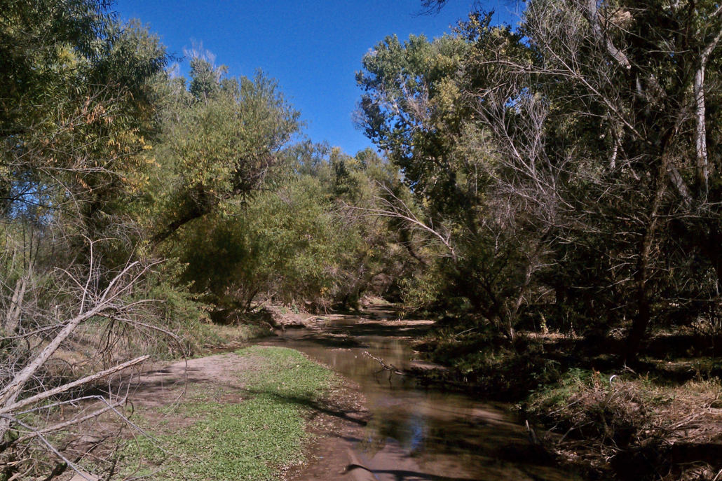 Common Black Hawk – Arizona Birding Tour Guide, Richard Fray